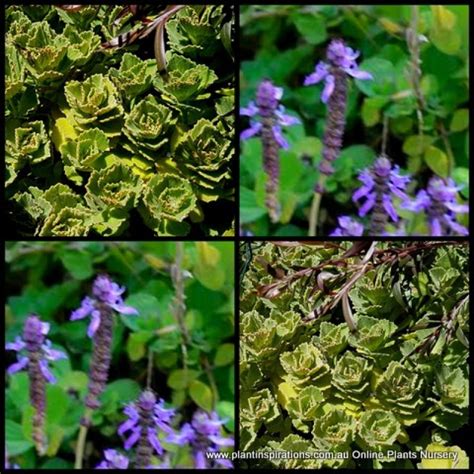 Cuban Mint Spanish Thyme 1 Succulents Plectranthus Amboinicus Plants