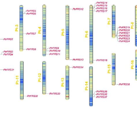 Chromosome Localization Of The Ptrfrss Download Scientific Diagram