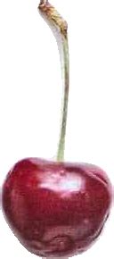 The Only Gadget You Need This Cherry Season Cherry Season Cherry