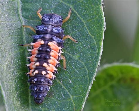 Beesbugsspiders