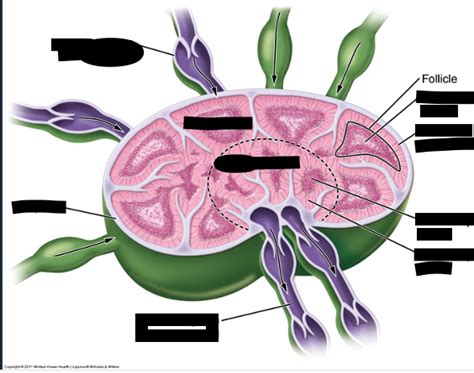 Diagram Of Exam 4 Label Lymph Node Quizlet
