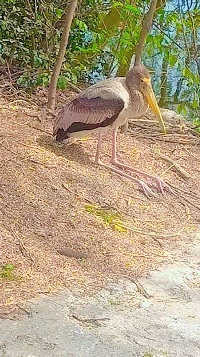 Bagula Bagula Youtubeshorts Delhizoologicalpark Shorts Youtube