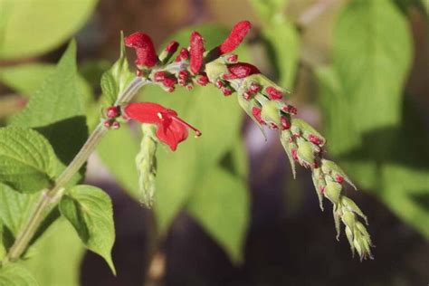 How To Grow And Care For Pineapple Sage Gardeners Path