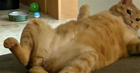 Its Pepper Album On Imgur