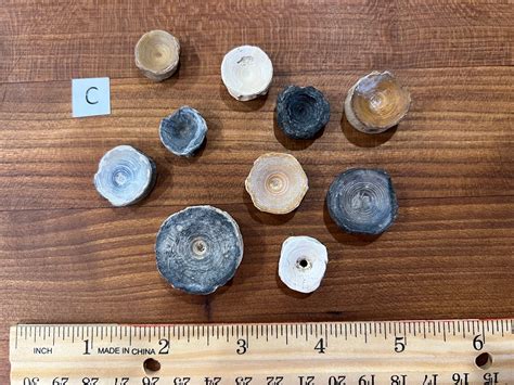 Fossil Shark Vertebrae Sets Of 10 From Sc Megalodon Tooth Rare