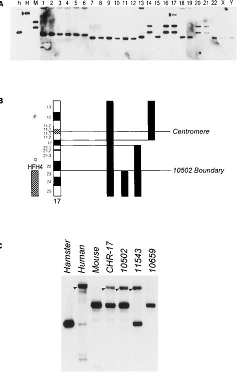 Figure 1 From A Human Forkheadwinged Helix Transcription Factor Expressed In Developing