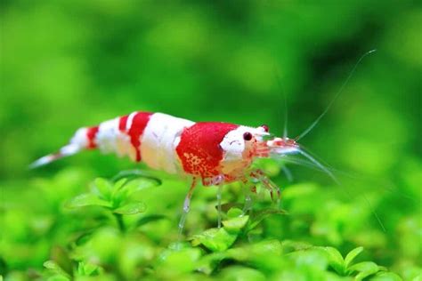 Grass Shrimp Care Habitat Insights And Tank Compatibility