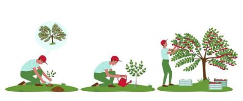 Tree Planting Vector Art Icons And Graphics For Free Download