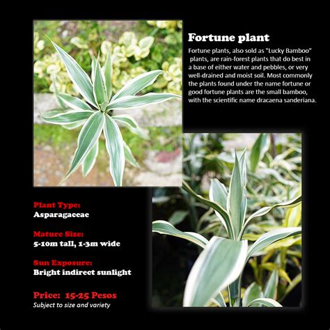 Fortune Plant Variegated Page 2 Province Of Benguet