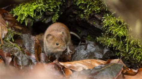 Hantavirus Cases On Rise In The Us Signs And Symptoms Of The Deadly