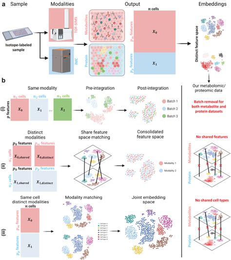 Single Cell Spatial Metabolomics With Cell Type Specific Protein Profiling For Tissue Systems