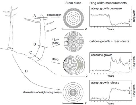 Examples Of Effects On Tree Ring Width And Tree Growth Caused By Download Scientific Diagram