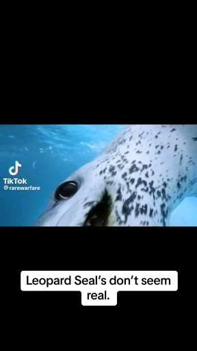 Besides Sharks And Orcas I Dont Mess With Leopard Seals Video