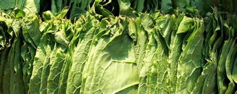 Humidity Control And Drying For Raw Tobacco Storage