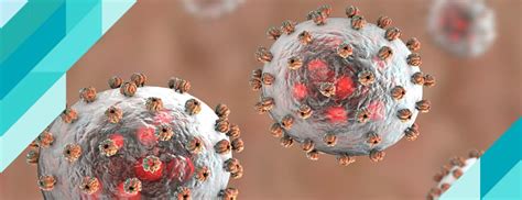 What Is The Lassa Fever Outbreak Symptoms And Treatment