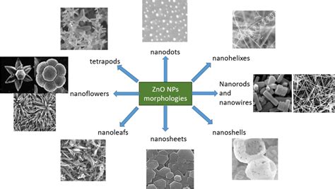 Different Morphologies Of Zno Nps Download Scientific Diagram