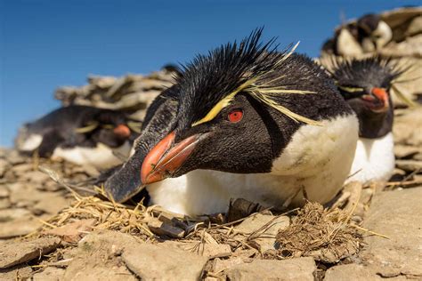 Pingüino De Penacho Amarillo ©natphoto Ladera Sur