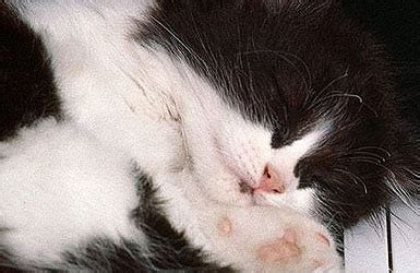 Constipated Cat Showcatsonline