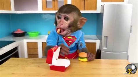 میمون باهوش کارتون بچه میمون میمون باهوش میمون جدید میمون بامزه