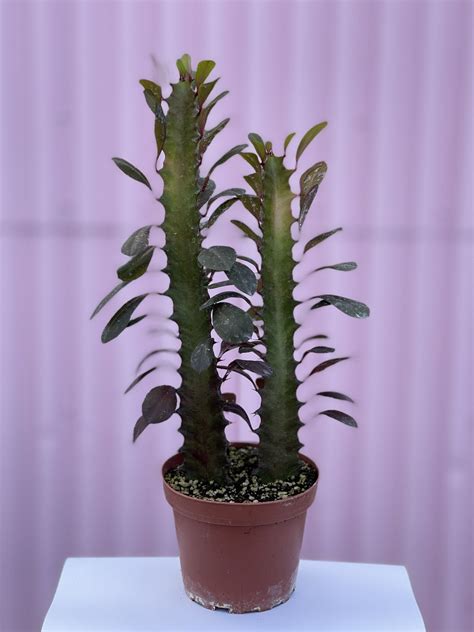 Milk Tree Cactus Plants Buy Euphorbia Trigona African Milk Tree