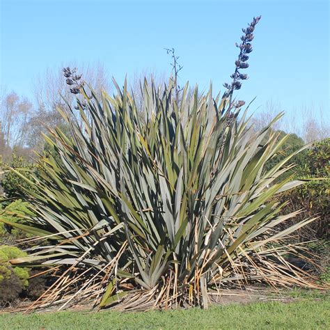 Phormium Tenax Harakeke From Wai Ora Eco Source Nursery