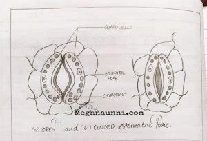 Open Closed Stomatal Pore Diagram Biology Class CBSE Meghnaunni