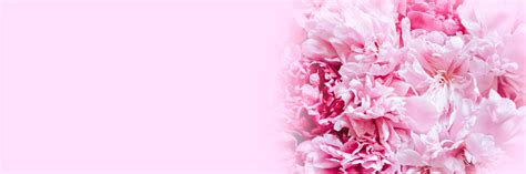 풀 블룸 파스텔의 모란 꽃과 배경과 라이브 월로 생생한 분홍색 색상 텍스트 공간을 사용할 수 있습니다 배너 0명에 대한 스톡 사진 및 기타 이미지 Istock