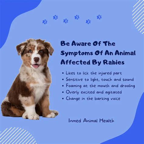 Can A Dog Scratch Cause Rabies Inmed Animal Health