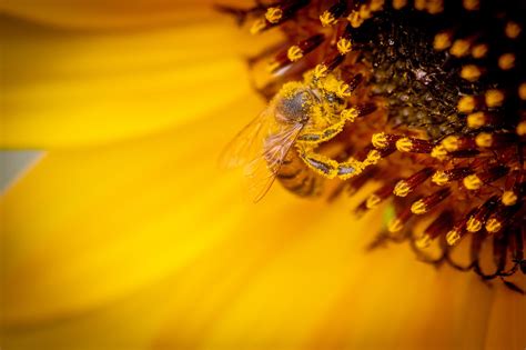 Why Do Bees Pollinate And More Related Things To Know