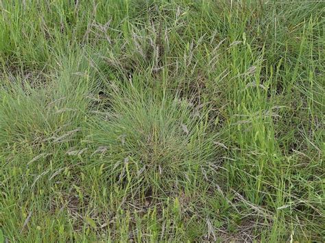 Festuca Rubra Identification At Kelli Cole Blog