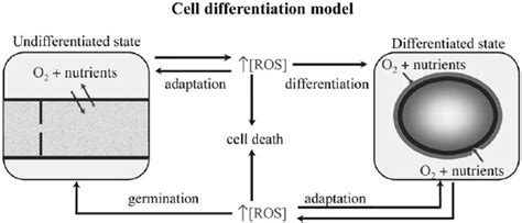 Cell Differentiation Model The Transition Between Undifferentiated And