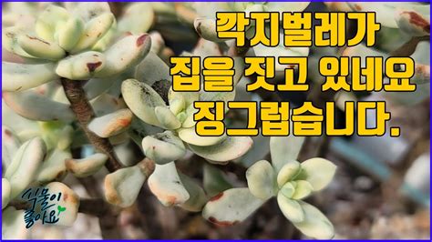 다육이 깍지벌레가 커다란 집을 만들고 있었네요succulent Youtube