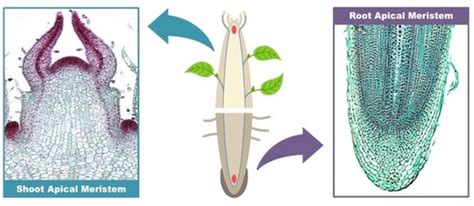 Lab 8b Meristems Mitosis And Differentiation Flashcards Quizlet