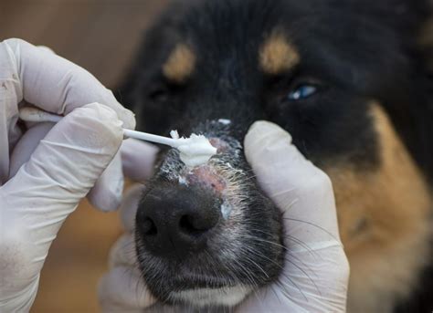 Ringworm In Dogs