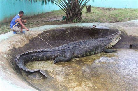 Philippine Crocodile Lolong