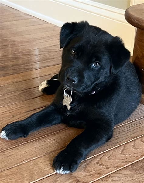 Black Lab Husky Mix Puppies