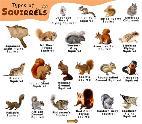 Rock Squirrel Facts Habitat Diet Life Cycle Pictures