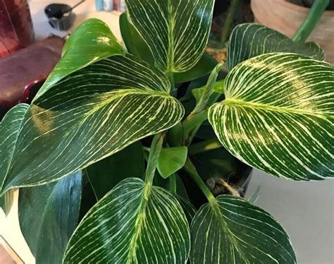 Philodendron Birkin 1 Care Guide Picsfaq