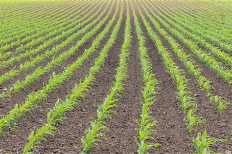 Corn Heads Lower Into The Close