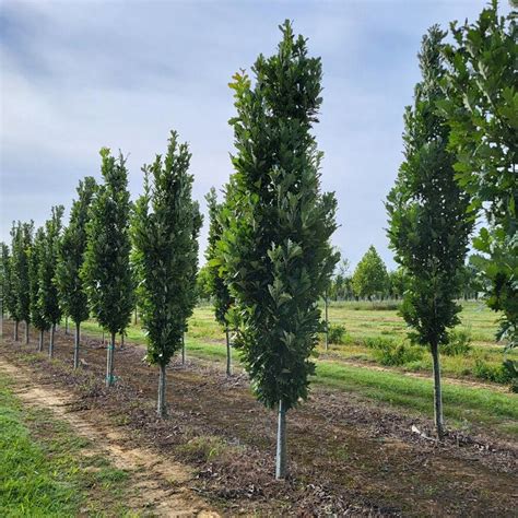 Quercus Robur X Bicolor Kindred Spirit® Oak From Jericho Farms