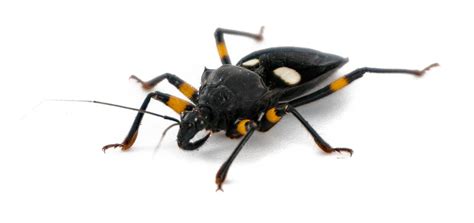 Assassin Bug Care Sheet