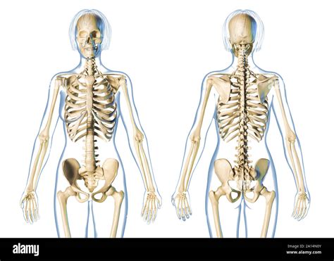 Female Skeletal System Front And Rear Views On White Background Stock