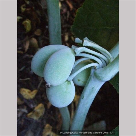 Podophyllum Pleianthum Chinese Mayapple Dancing Oaks Nursery And Gardens