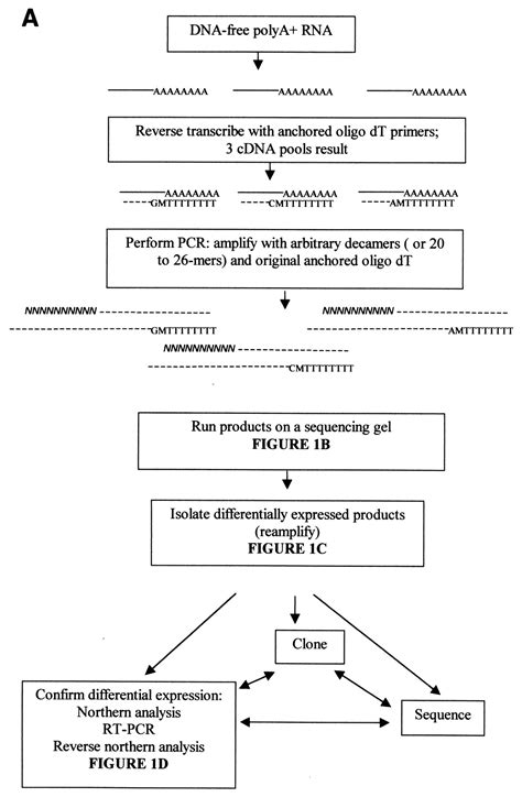 Reverse Transcription Polymerase Chain Reaction An Overview 48 Off