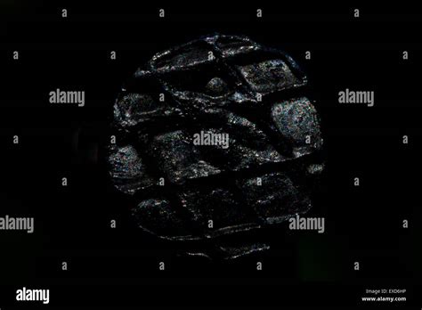 Speckle Caused By Interference Of Reflected Partially Coherent Sunlight In Head Of A Nail Stock