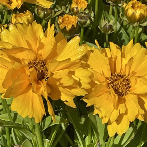 Coreopsis Grandiflora ‘illico Harley Nursery