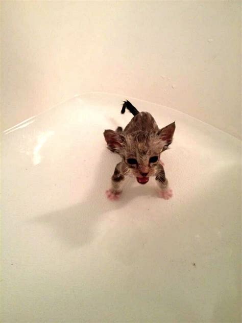 Pin By Nodi On Cat Cute Cats Funny Cute Cats Funny Looking Cats