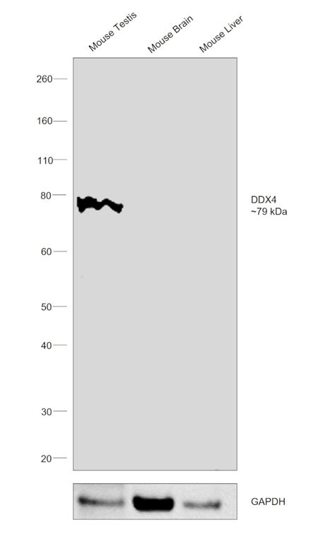 Ddx4 Recombinant Monoclonal Antibody Hl1487 Ma5 47063