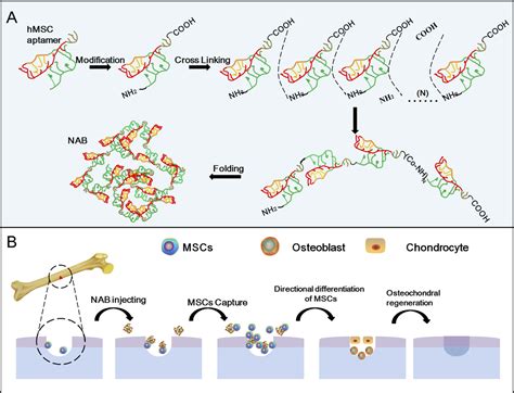 Figure 1 From Novel Aptamer Functionalized Nanoparticles Enhances Bone