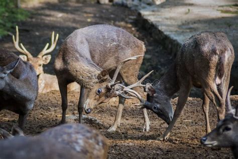 Two Male Deer Engaged In A Ritualistic Antler Locking Behavior Stock
